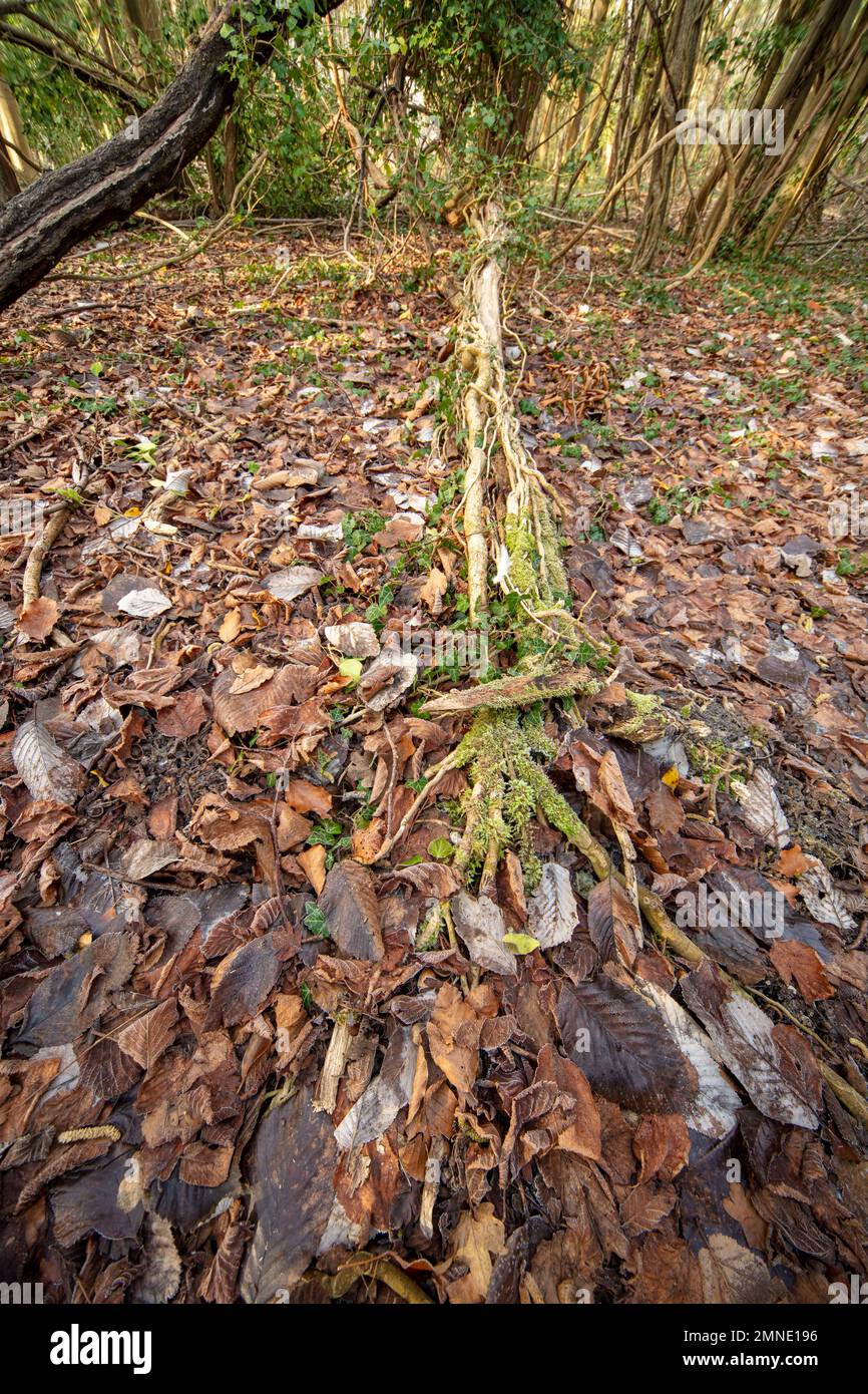 Natures chaos; natural environmental patterns formed by shapes in an ...