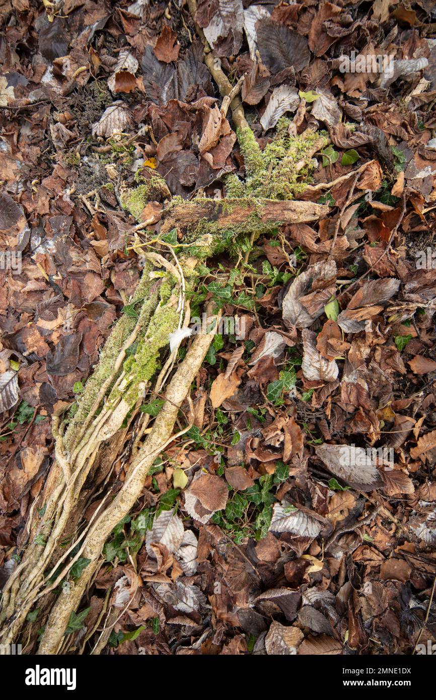 Natural patterns and textures in nature epitomised by tangled tree ...