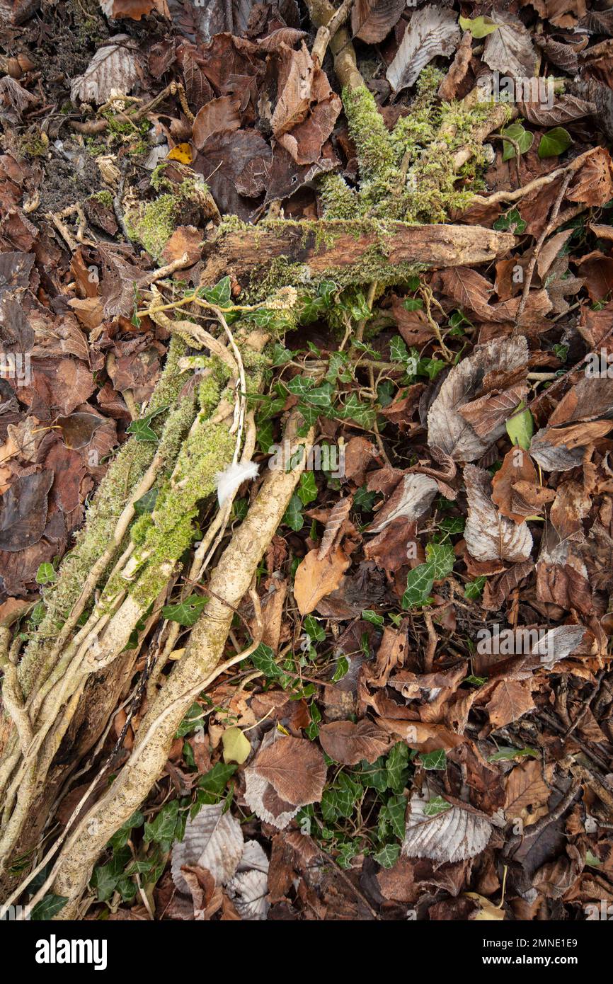 Natural patterns and textures in nature epitomised by tangled tree ...
