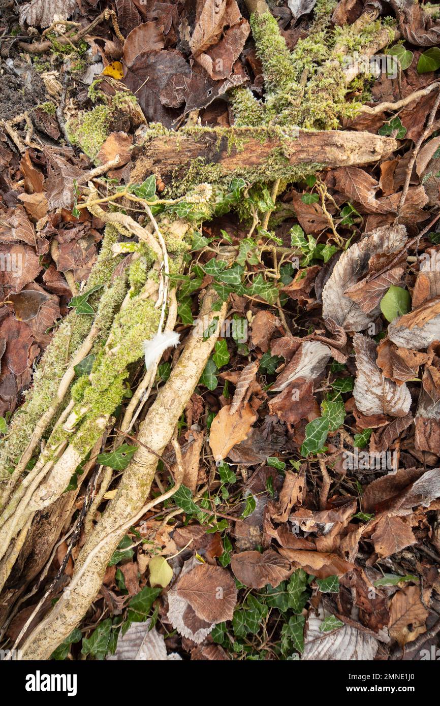 Natural patterns and textures in nature epitomised by tangled tree ...