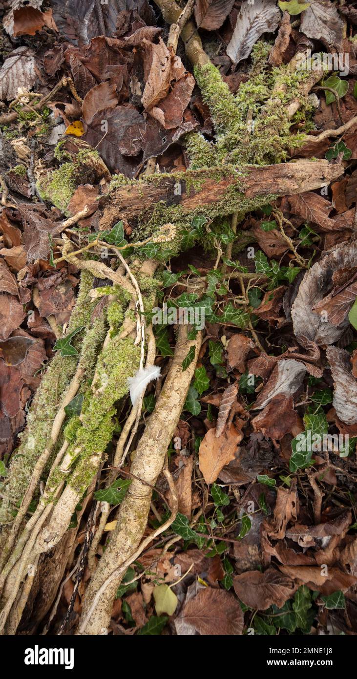 Natural patterns and textures in nature epitomised by tangled tree ...