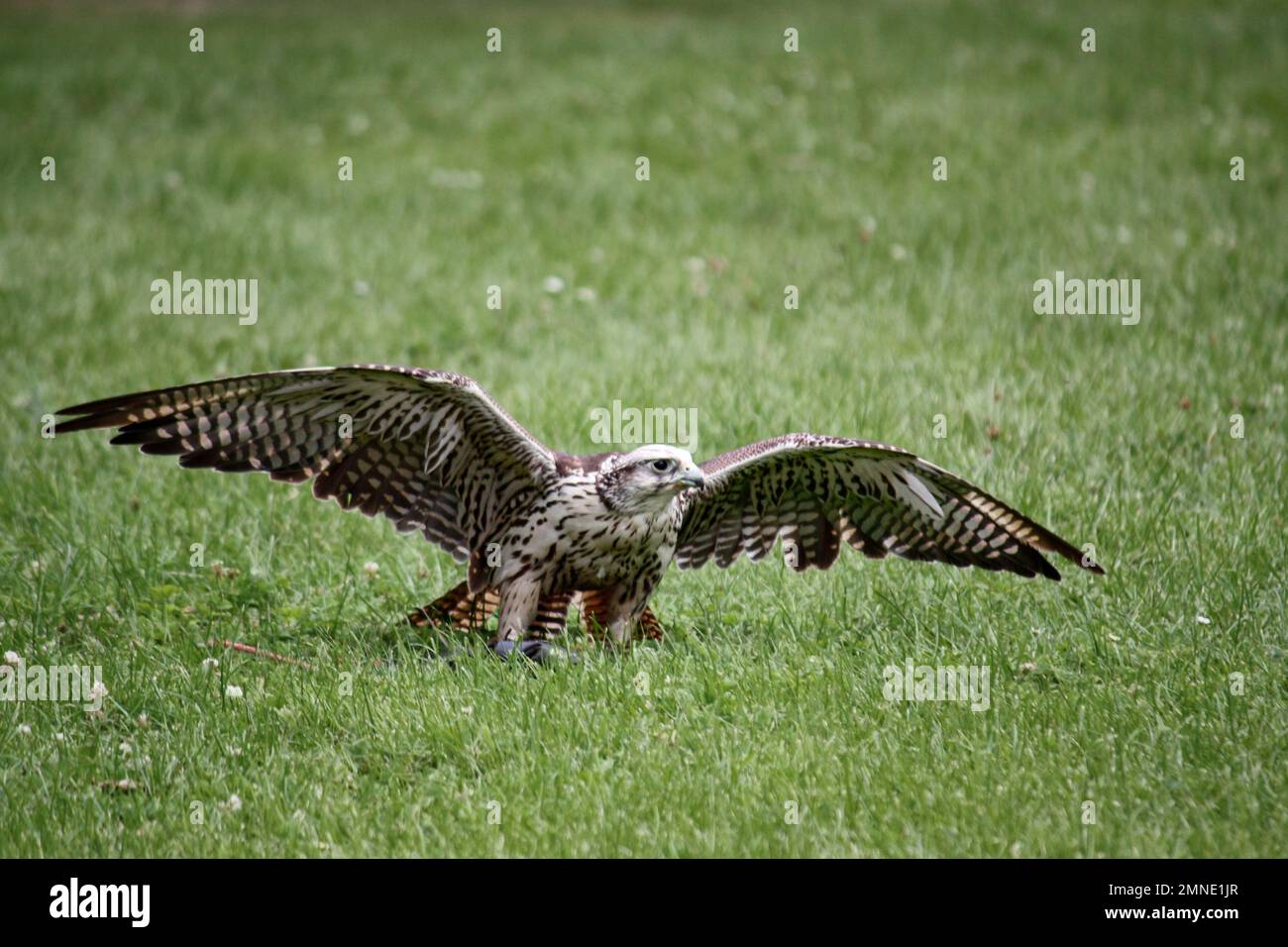 Female saker falcon bird prey hi-res stock photography and images - Alamy