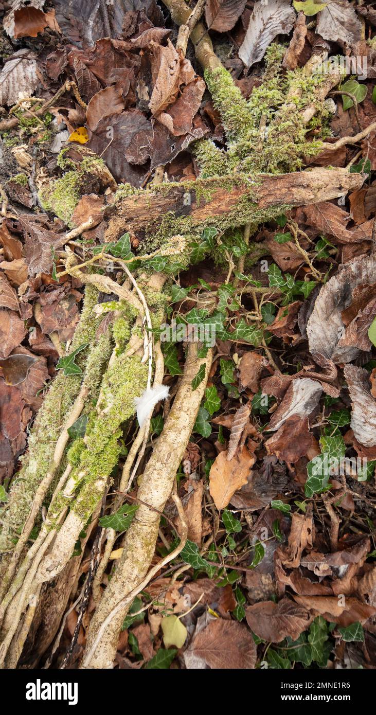 Natural patterns and textures in nature epitomised by tangled tree ...