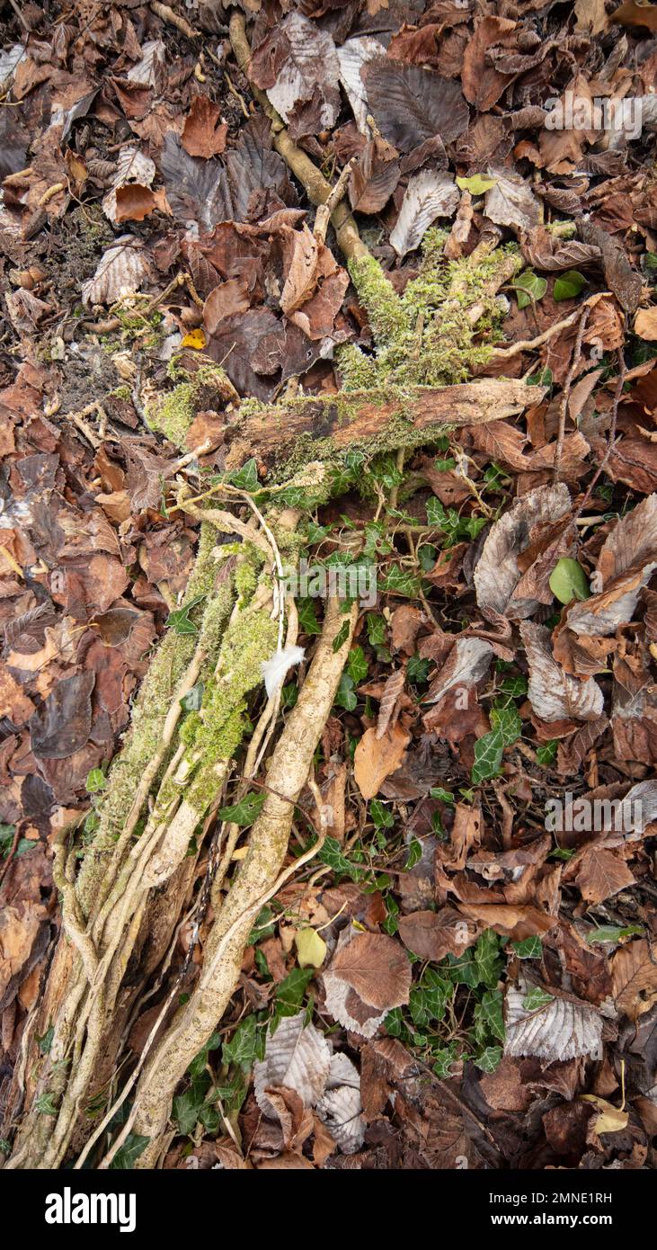 Natural patterns and textures in nature epitomised by tangled tree ...