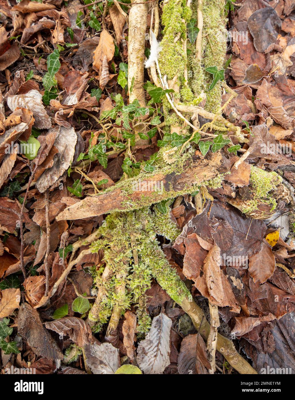 Natural patterns and textures in nature epitomised by tangled tree ...