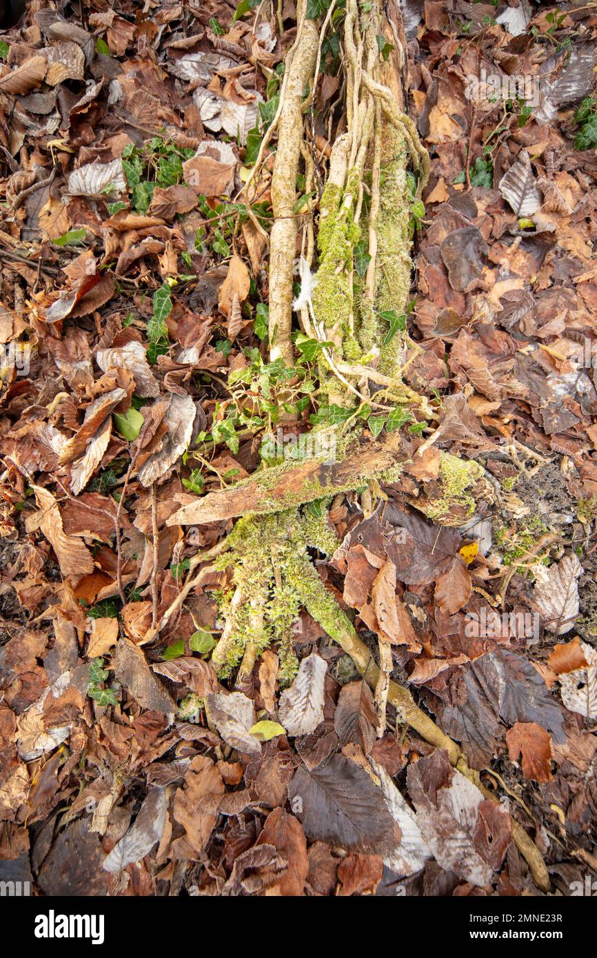 Natural patterns and textures in nature epitomised by tangled tree ...