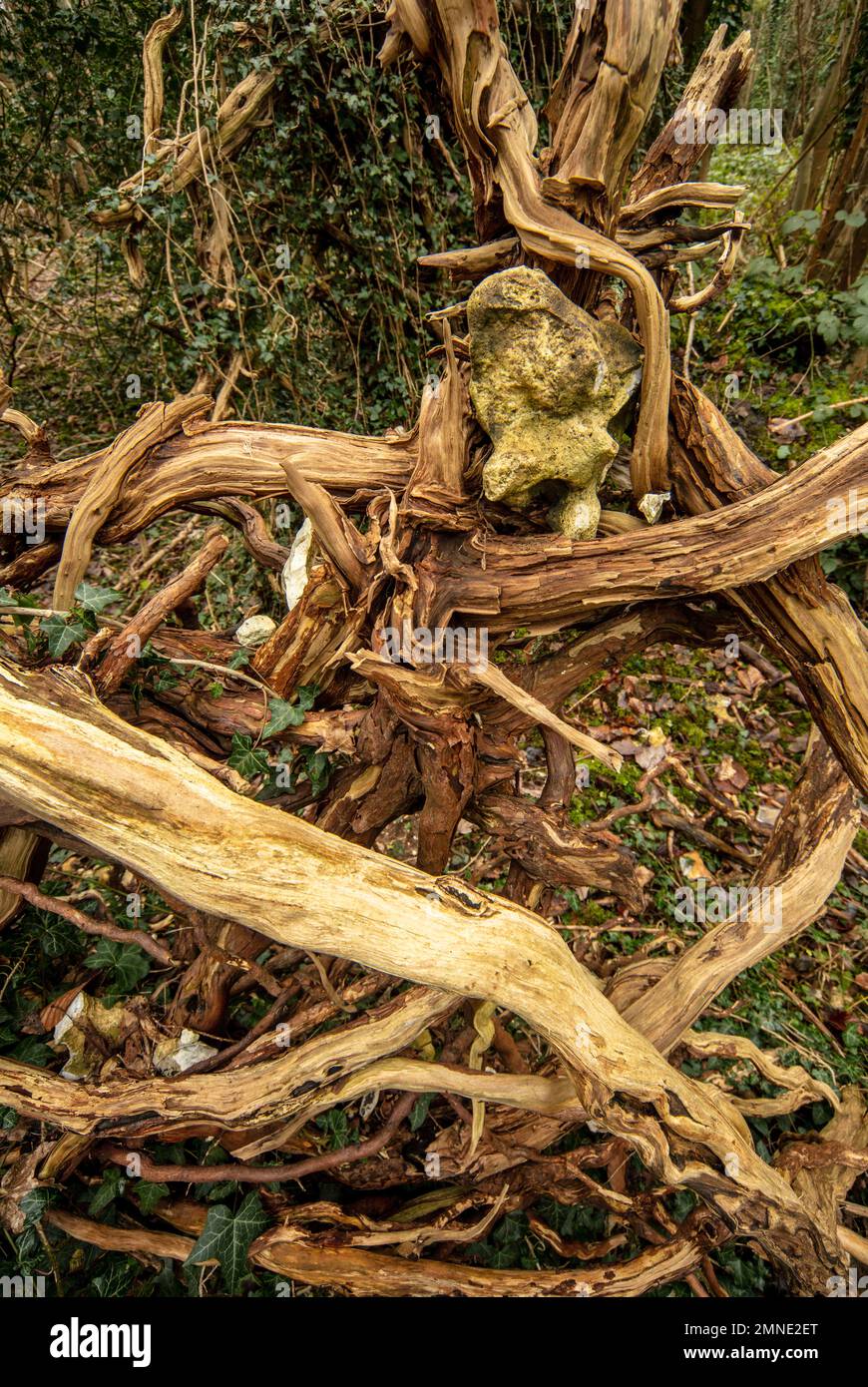 Natural patterns and textures in nature epitomised by tangled tree ...