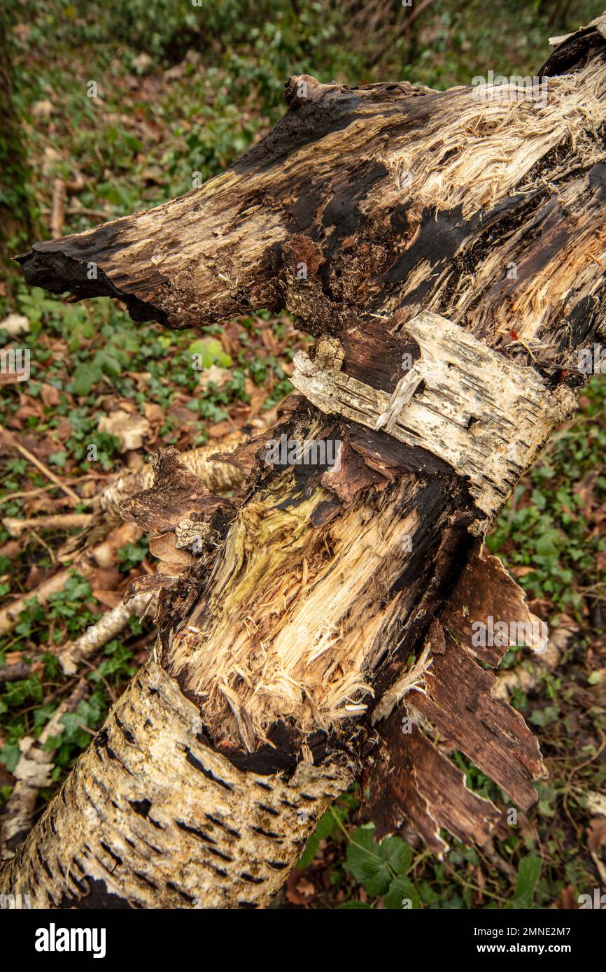 Natures chaos; natural environmental patterns formed by shapes in an ...