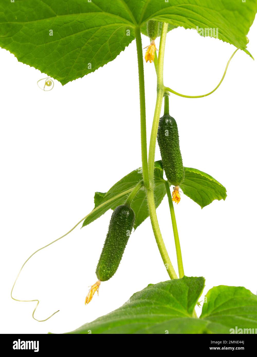 Cucumber plant. Cucumber with leafs and flowers isolated on white ...