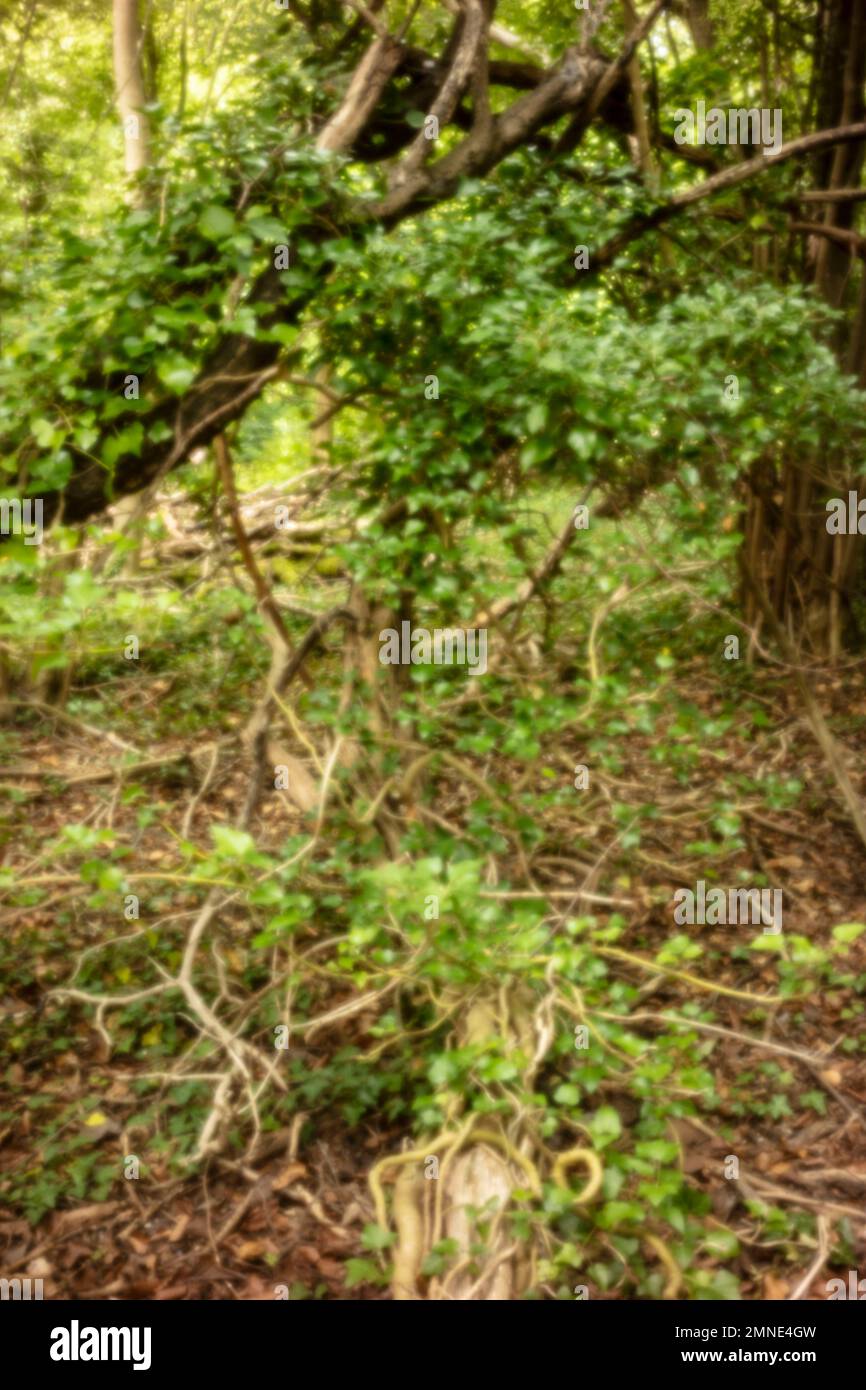 Natural patterns and textures in nature epitomised by tangled tree ...