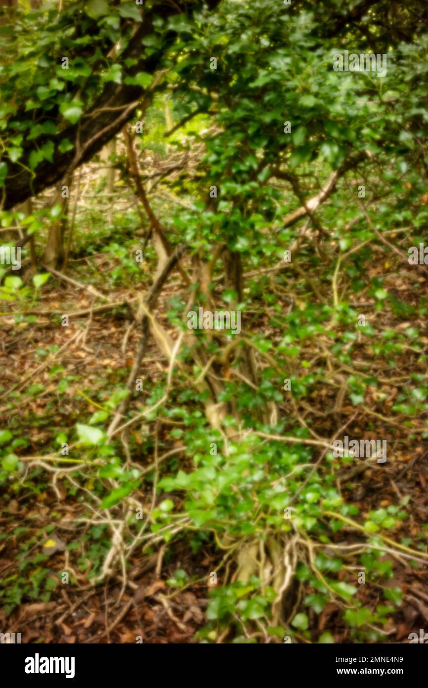 Natural patterns and textures in nature epitomised by tangled tree ...