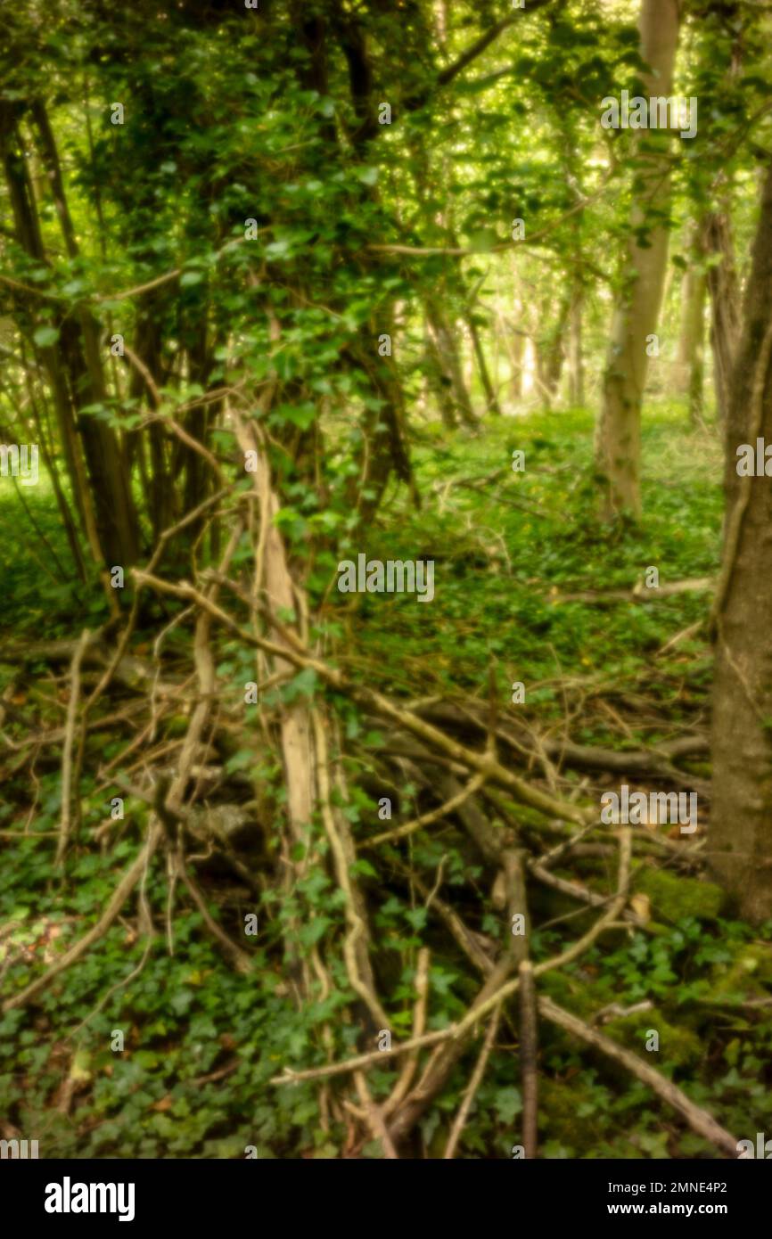 Natural patterns and textures in nature epitomised by tangled tree ...