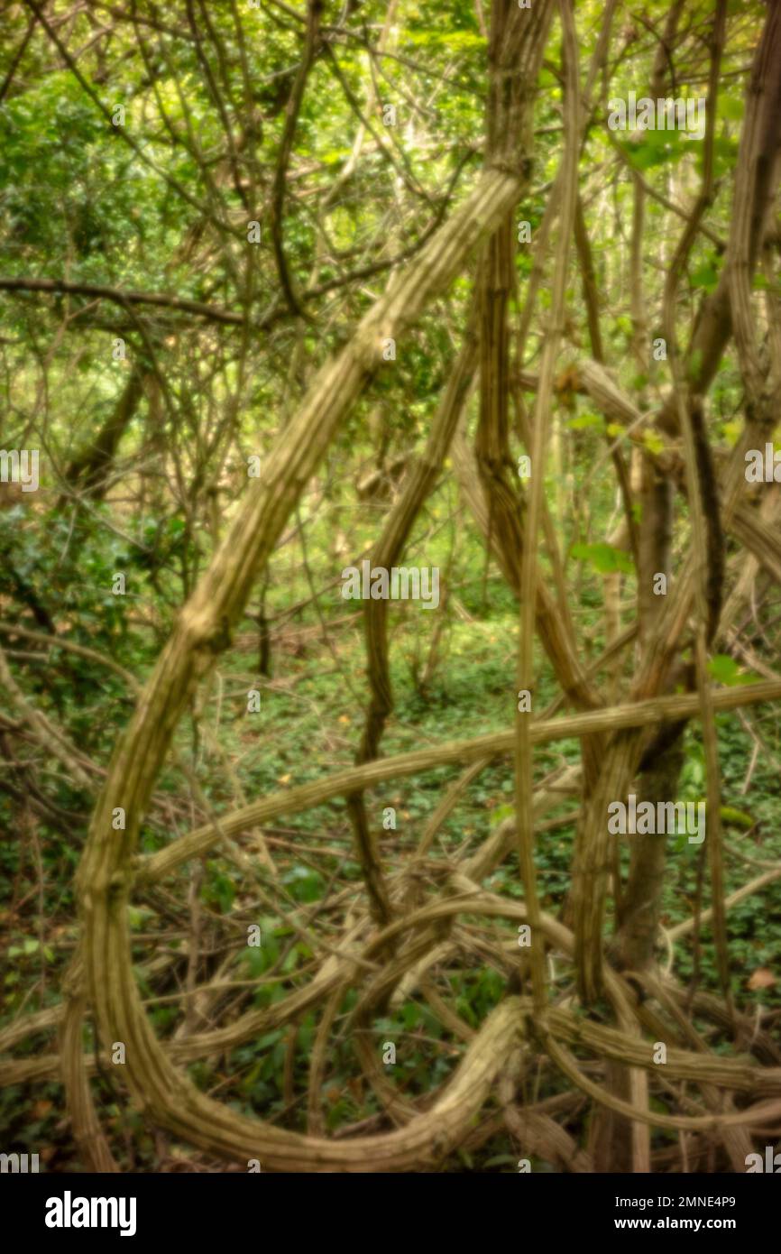 Natural patterns and textures in nature epitomised by tangled tree ...