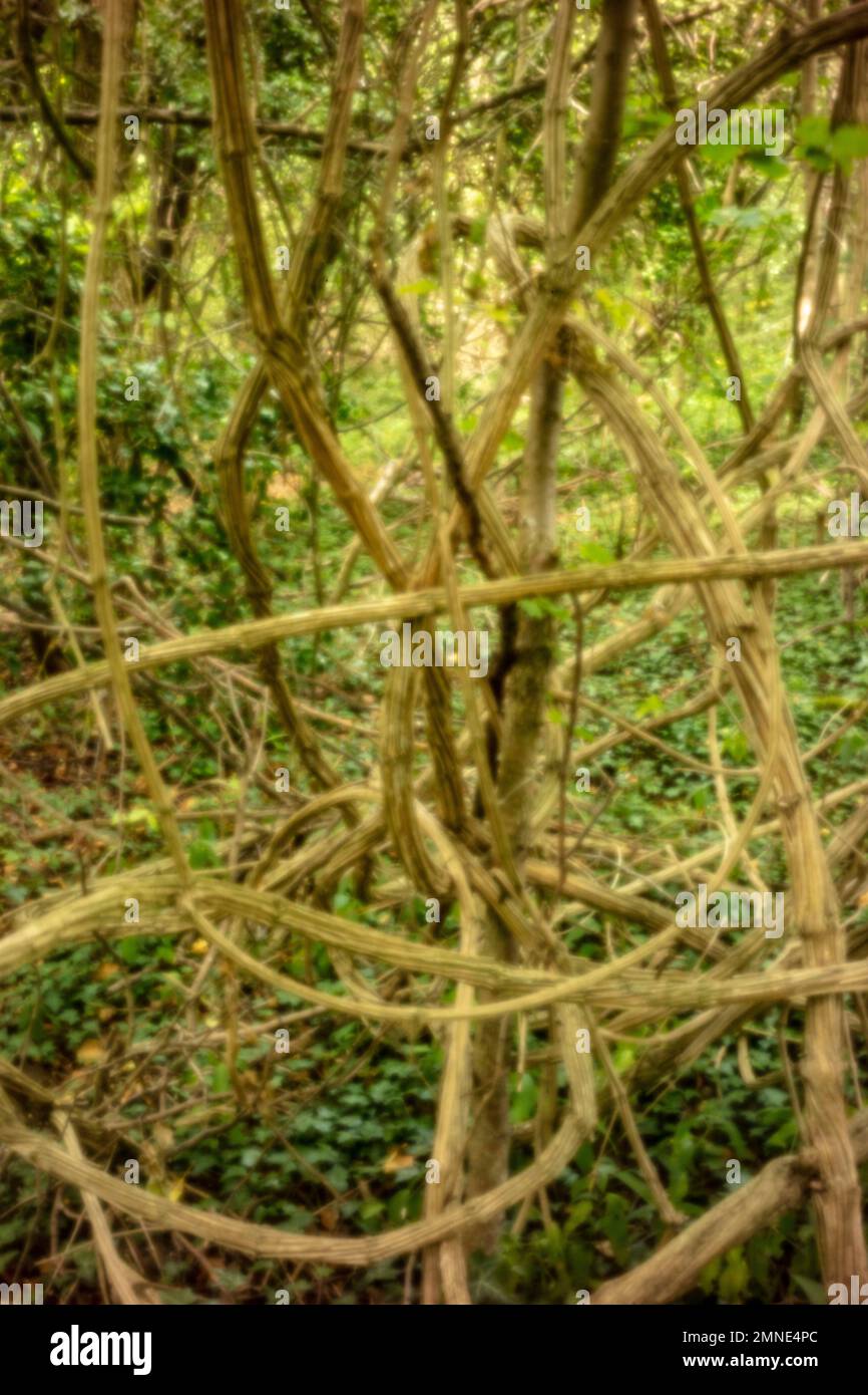 Natural patterns and textures in nature epitomised by tangled tree ...