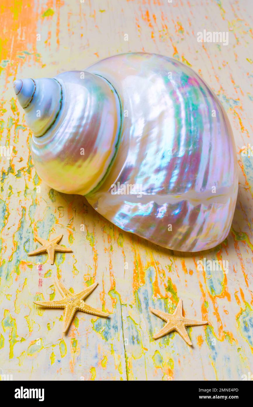 Cracked sea shells hi-res stock photography and images - Alamy