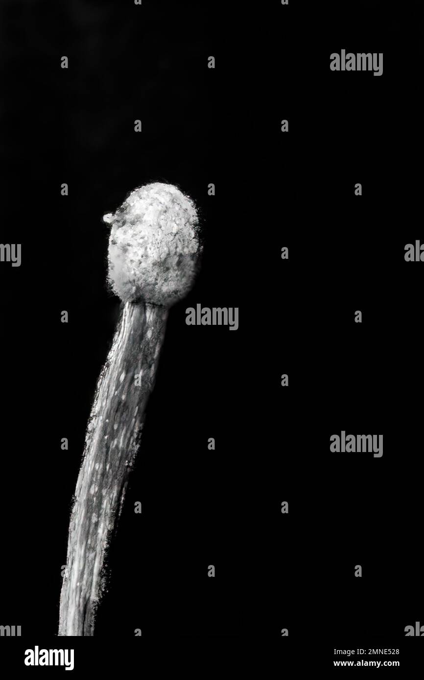 Macro of a burnt match head Stock Photo - Alamy