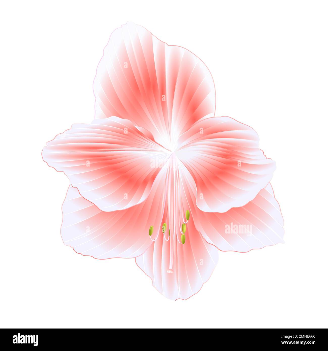 Elegant blooming Amaryllis pink flower on a white background detailed natural drawing of ...