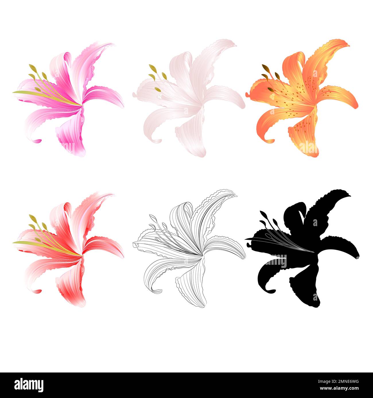 Blooming red lily Stock Vector Images - Alamy