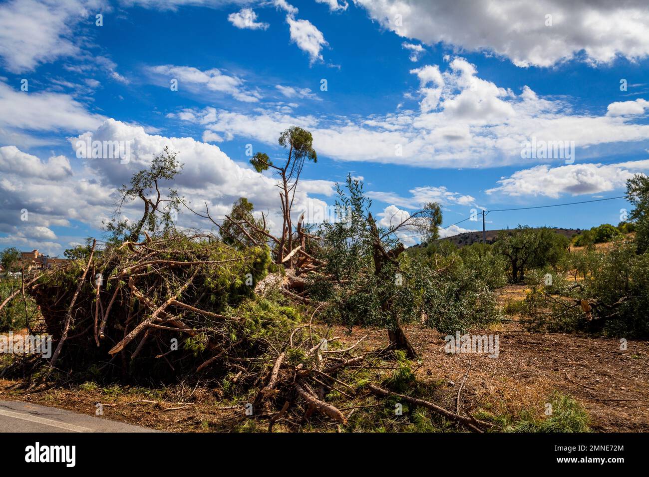 Large tree fallen and uprooted from the ground after wind storm Stock ...