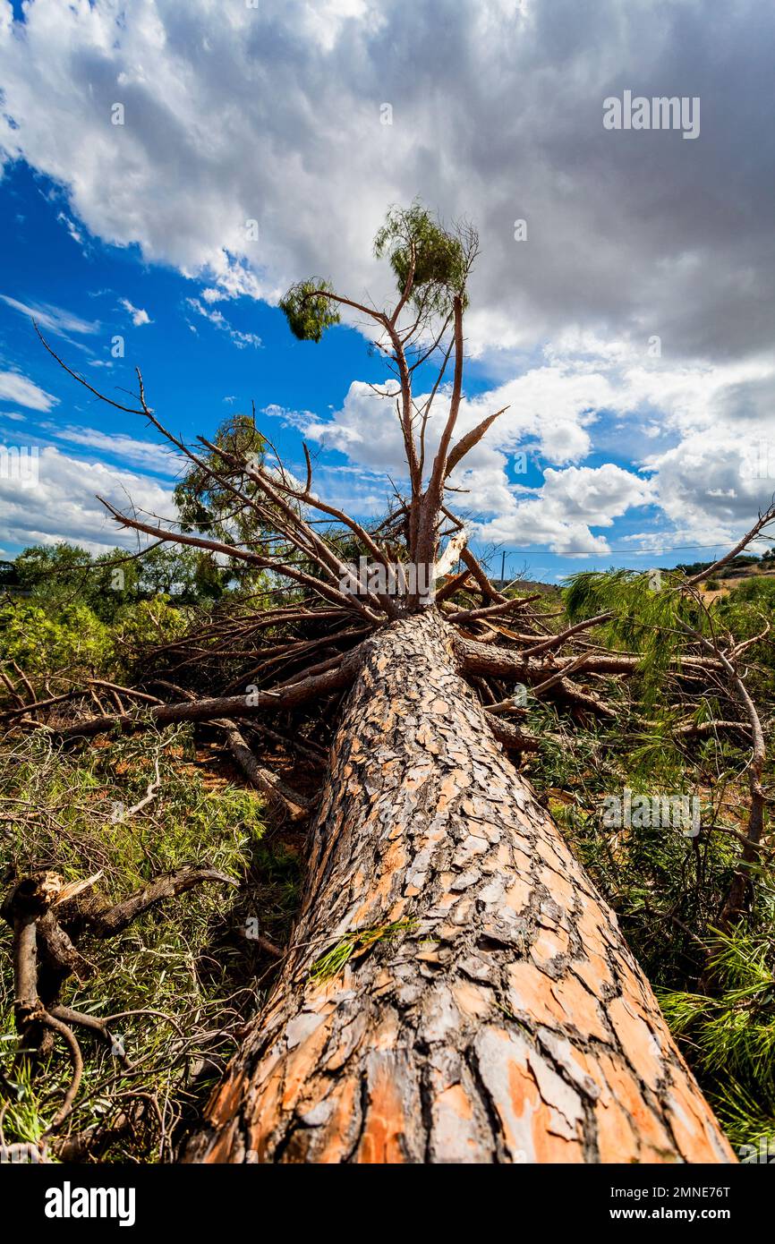 Large tree fallen and uprooted from the ground after wind storm Stock ...