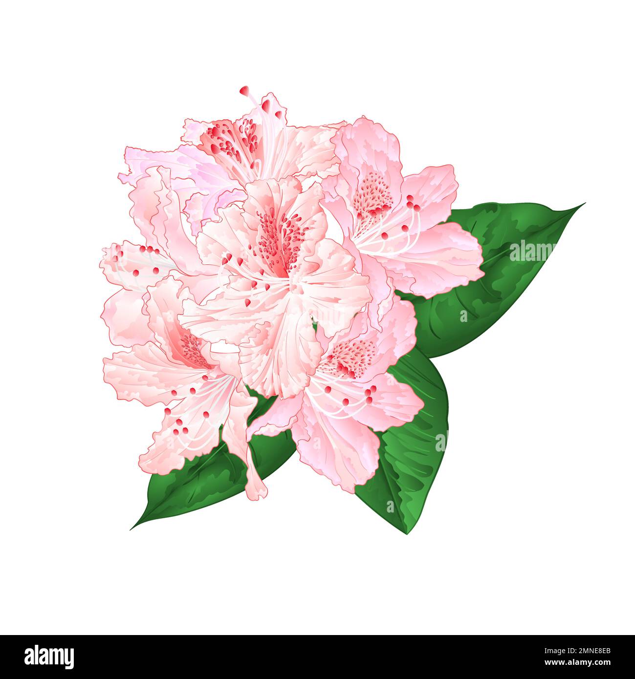 Flowers light pink rhododendron with leaves on a white background ...