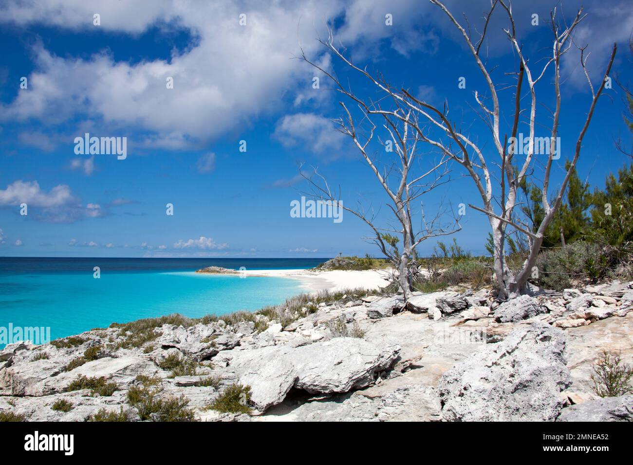 The scenic view of dry trees on a rocky shore and a sandy beach in a ...