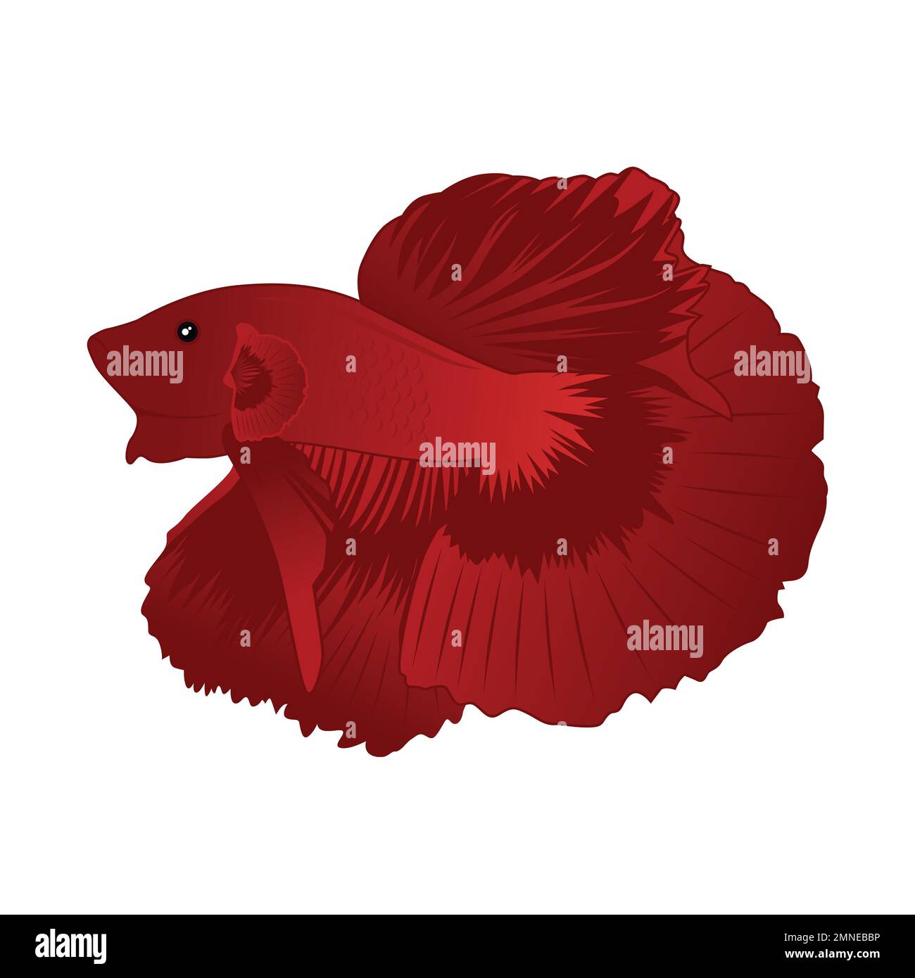 Betta Red Halfmoon Vector Illustration on white background Stock Vector ...
