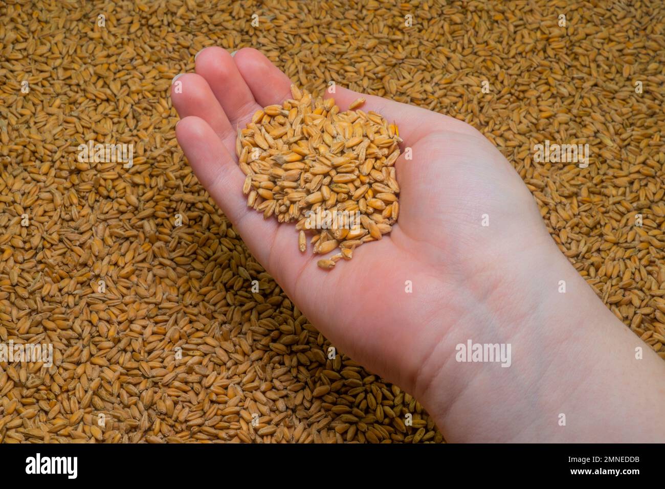 Main ingredient bread wheat grains hi-res stock photography and images ...