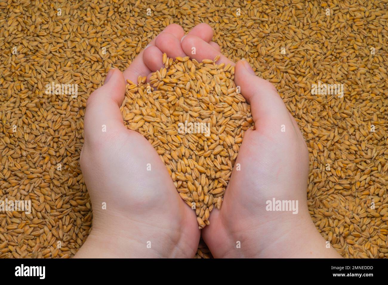 Handful of wheat hi-res stock photography and images - Alamy