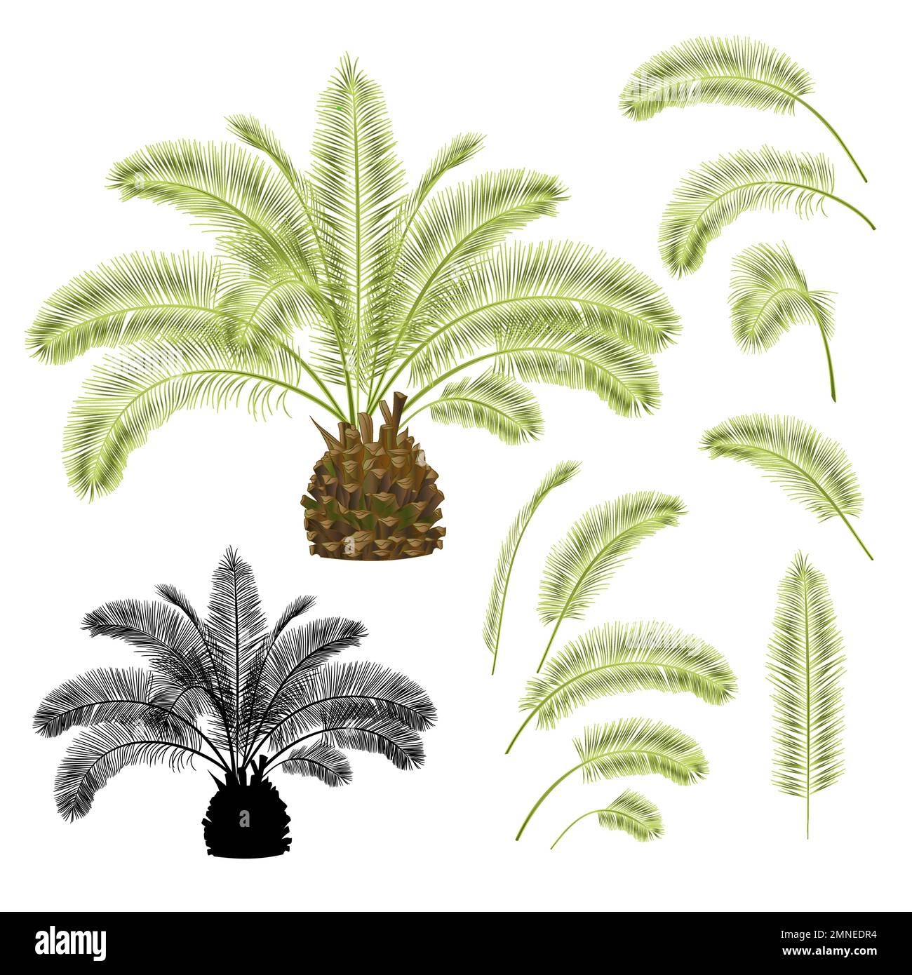 Illustration for design editable hand draw exotic Cut Out Stock Images ...