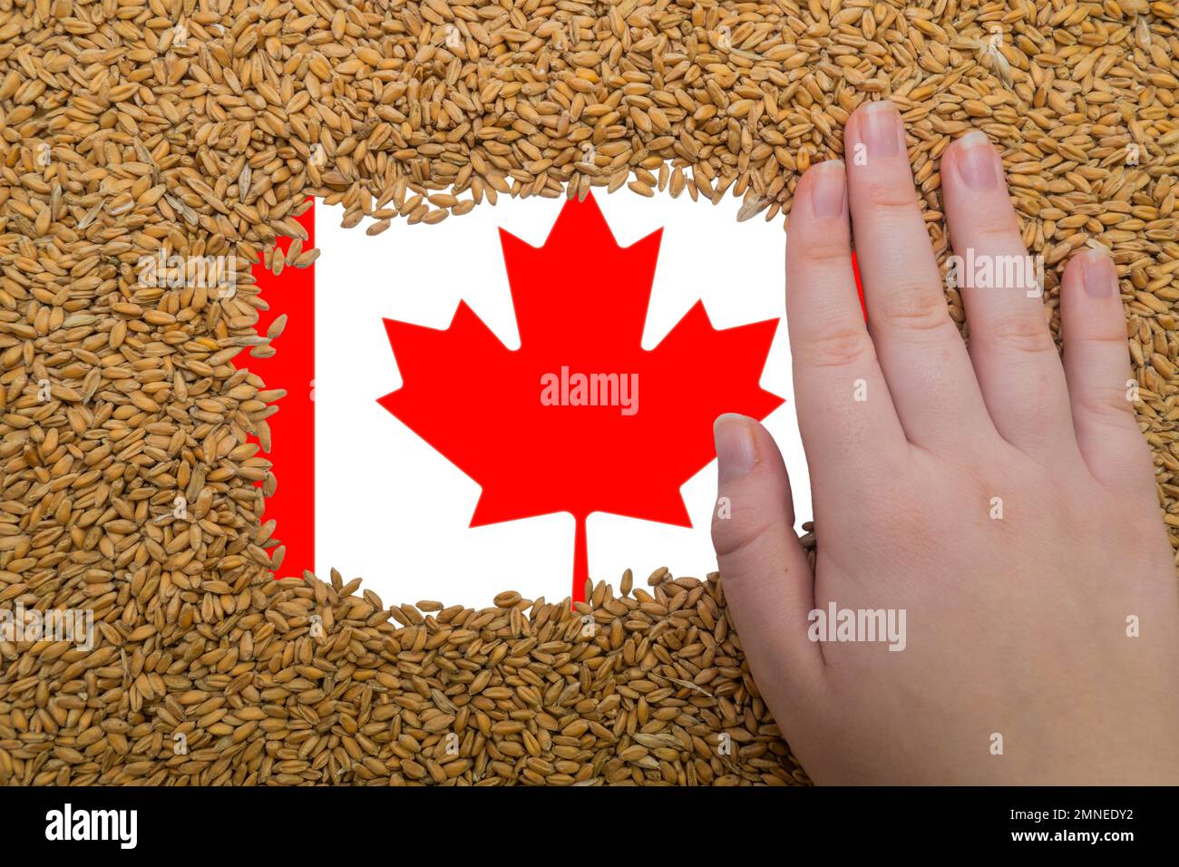 Woman's hand on a rectangular frame of ripe grains of wheat against the ...