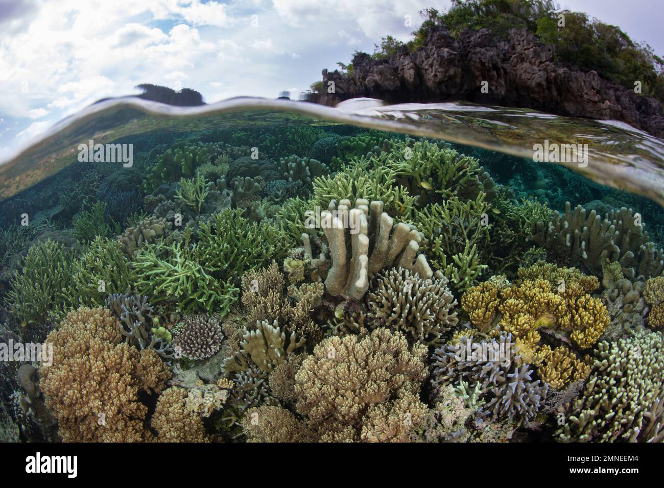 A healthy coral reef thrives in Raja Ampat, Indonesia. This tropical ...