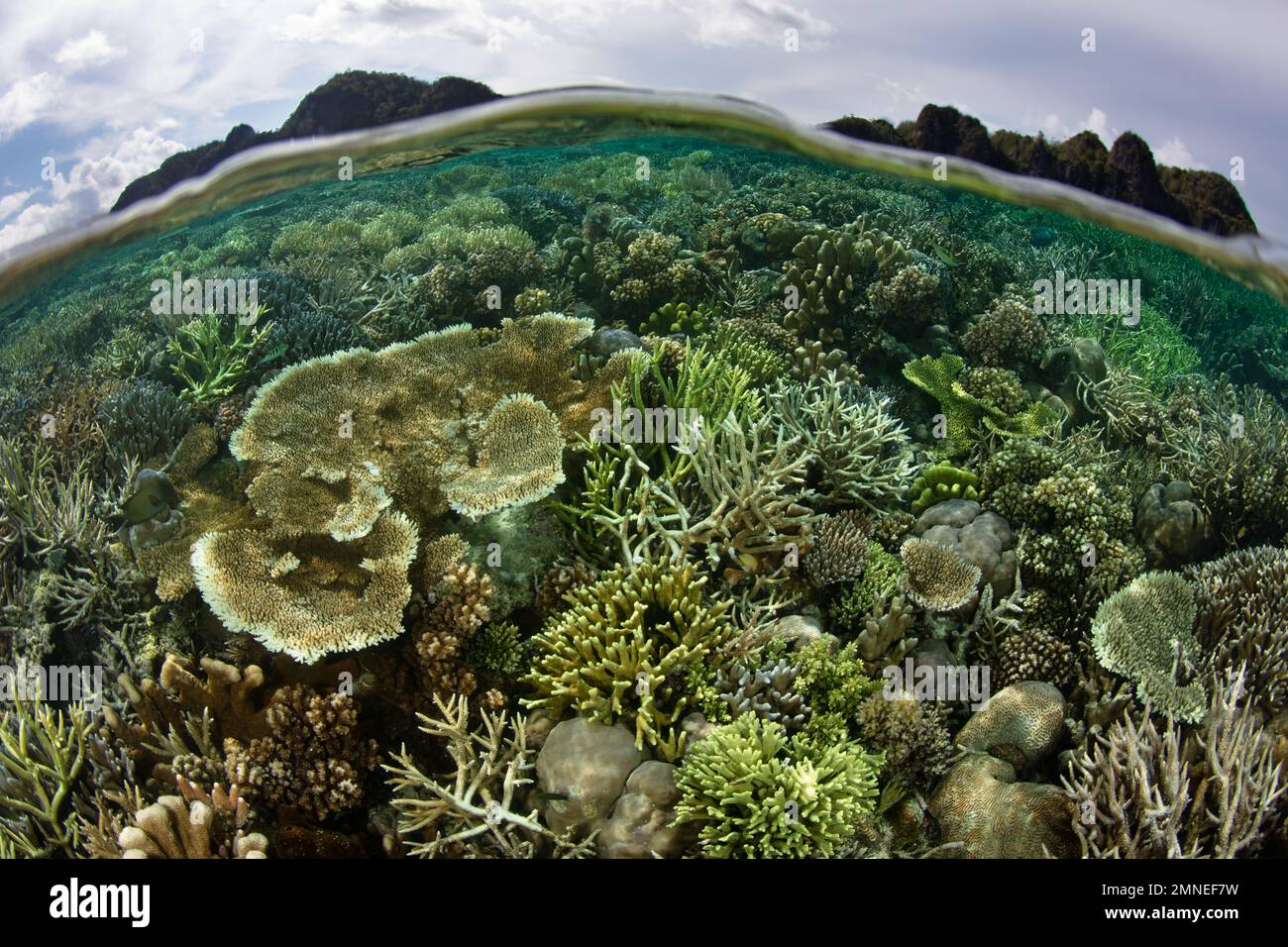 A healthy coral reef thrives in Raja Ampat, Indonesia. This tropical ...