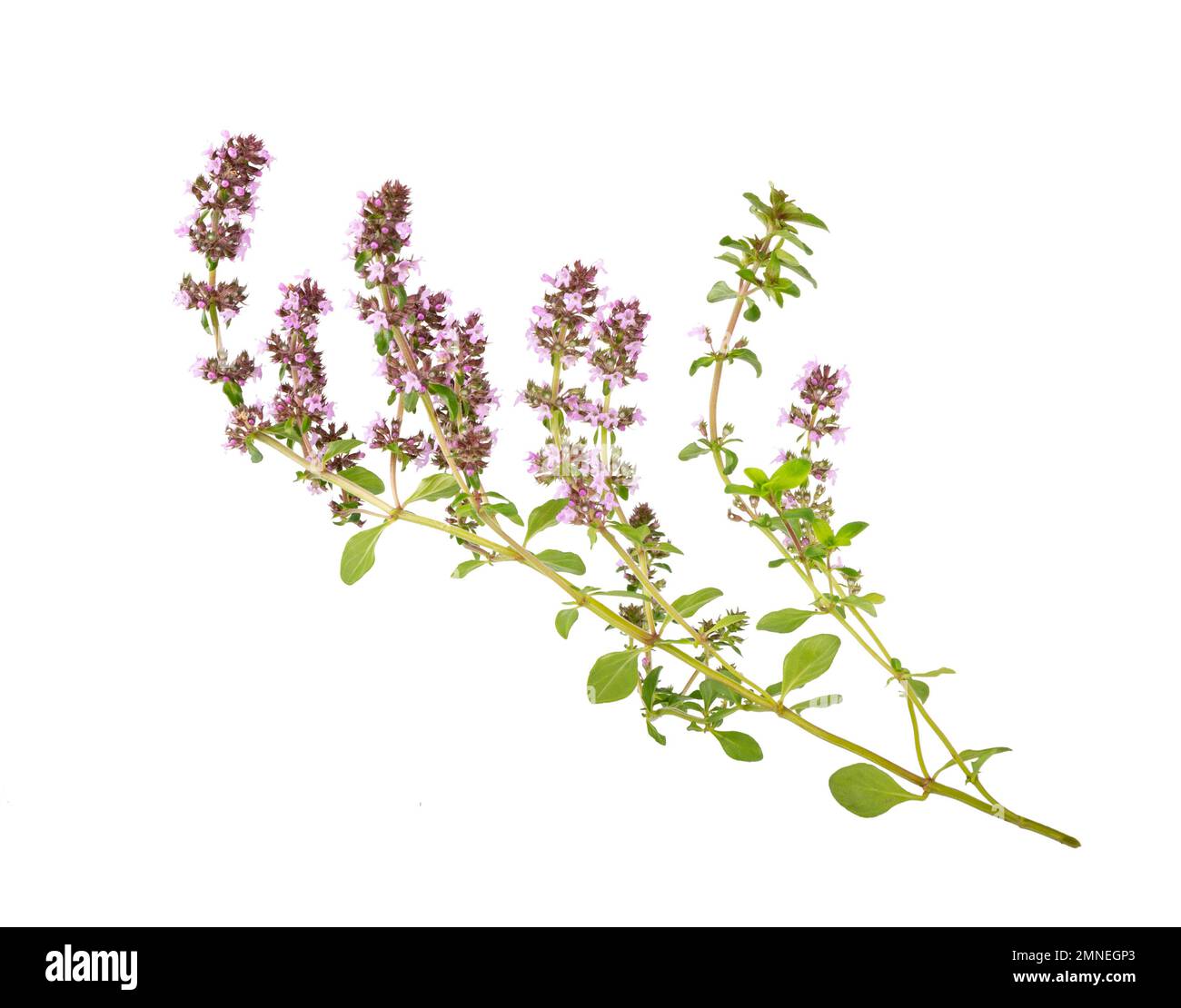 Salvia sclarea, clary, or clary sage Isolated on white background ...