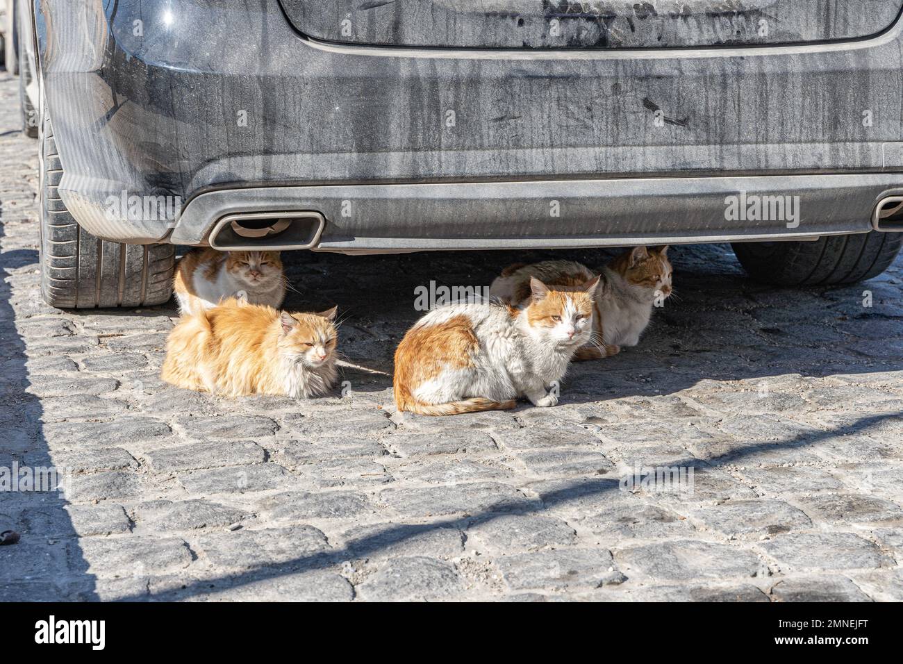Street scene in Baalbek, Lebanon Stock Photo - Alamy
