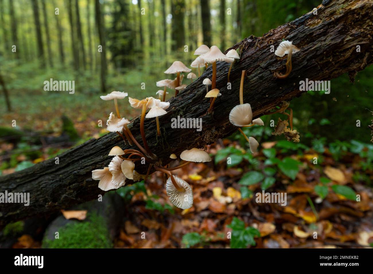 Clustered bonnet (Mycena inclinata) on deadwood, mixed beech forest ...