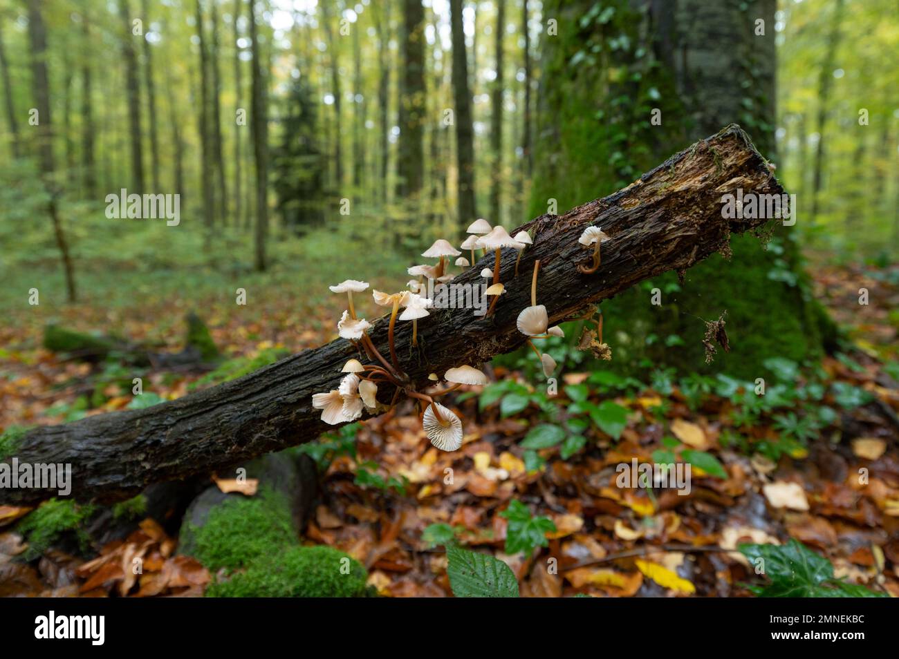 Clustered bonnet mycena inclinata hi-res stock photography and images ...