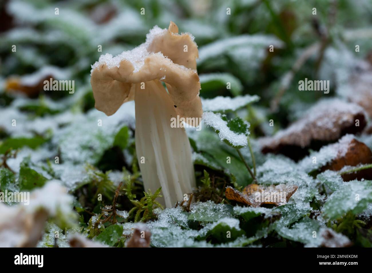 White saddle (Helvella crispa) on extensive meadow, garden, snow ...