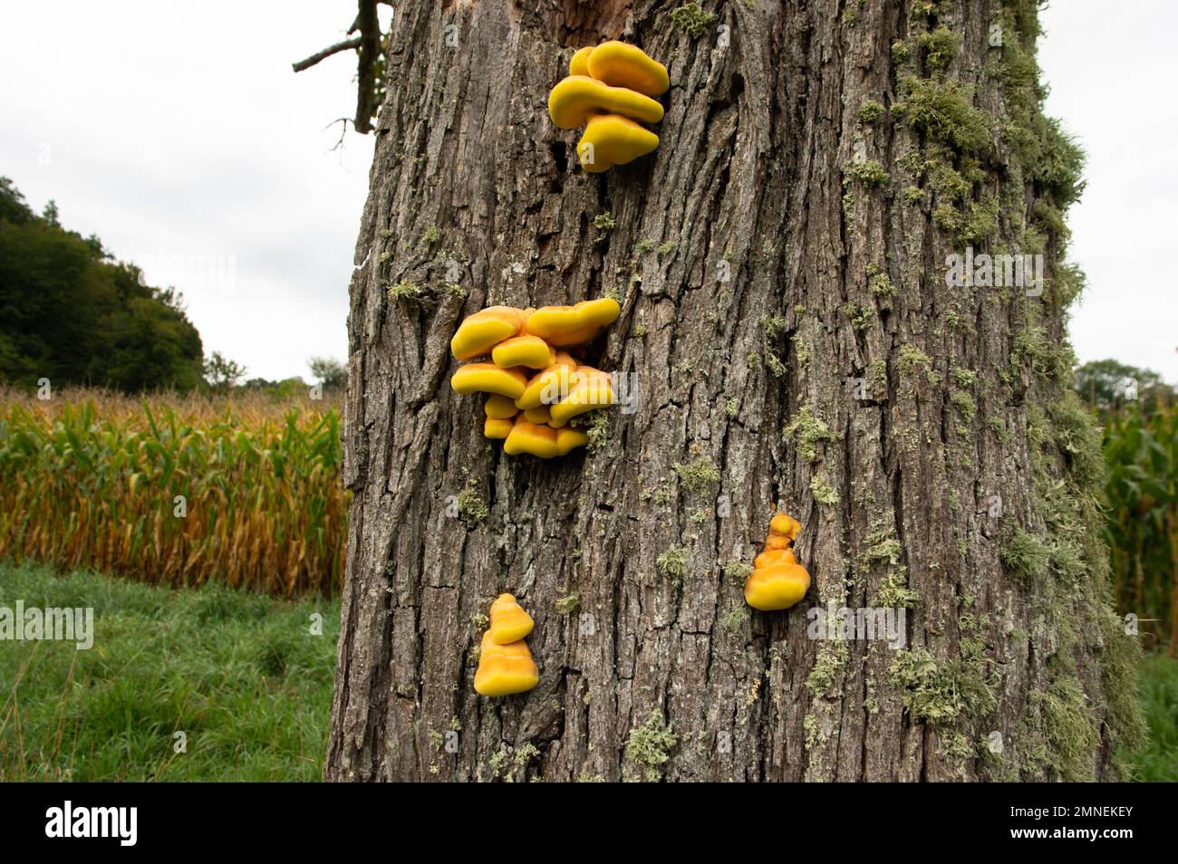 Sulphur polypore (Laetiporus sulphureus) on pear tree, Departement Haut ...