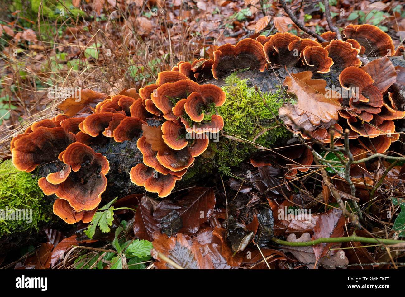 Brown velvet layer fungus (Stereum insignitum) on deadwood, mixed beech ...