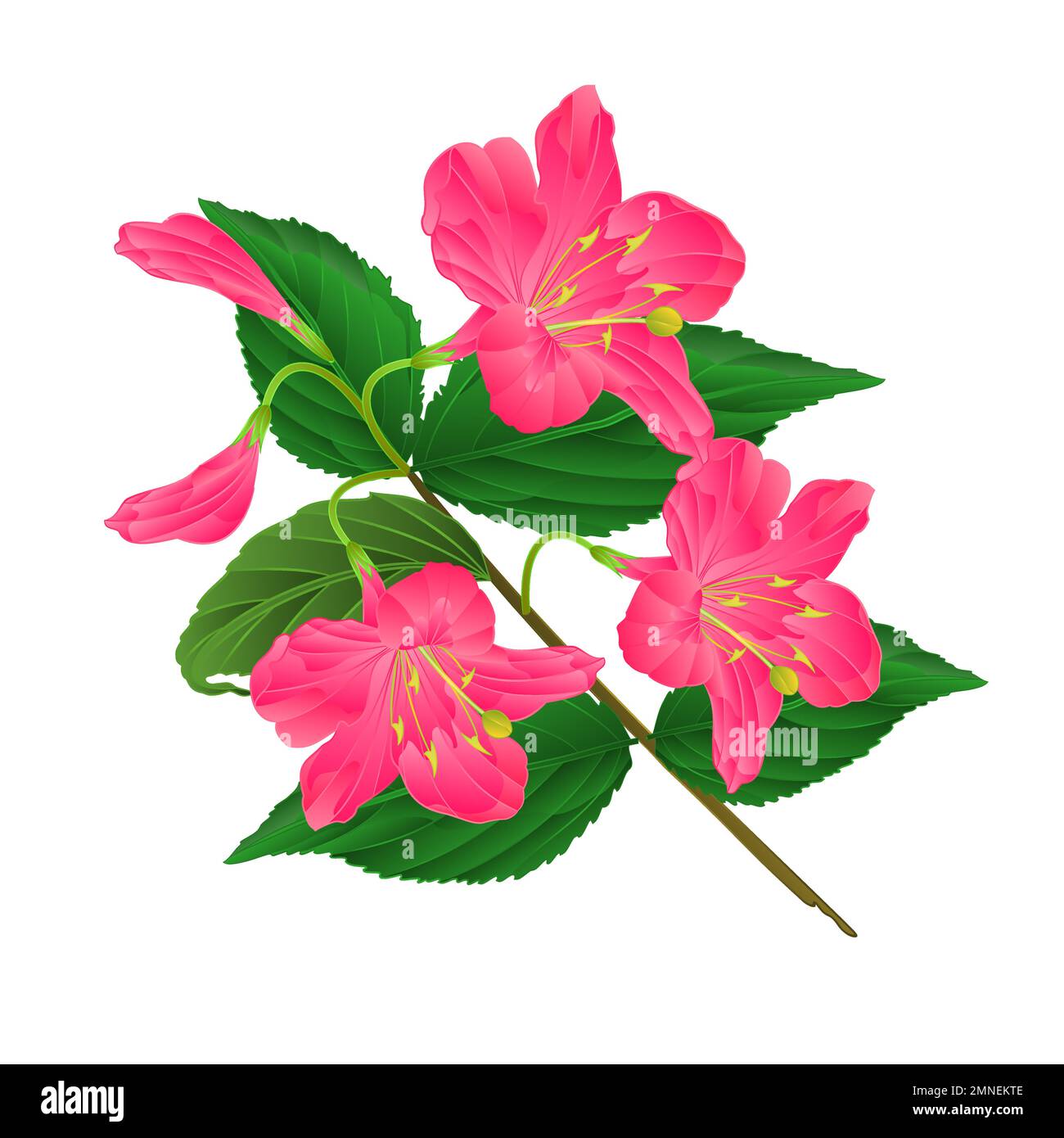 Eva image Stock Vector Images - Alamy