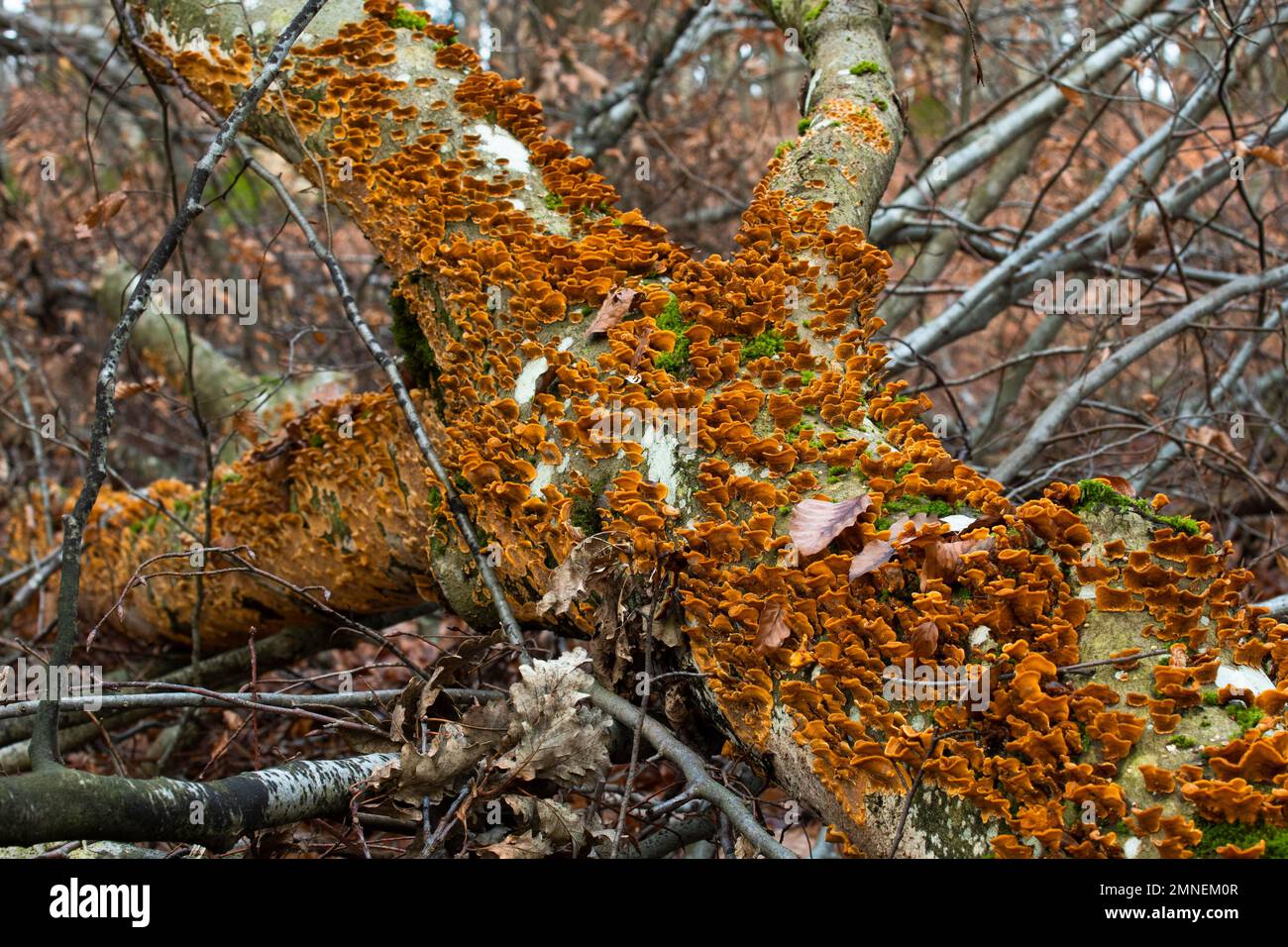 Hairy stereum (Stereum hirsutum) on beech trunk, Departement Haut-Rhin ...