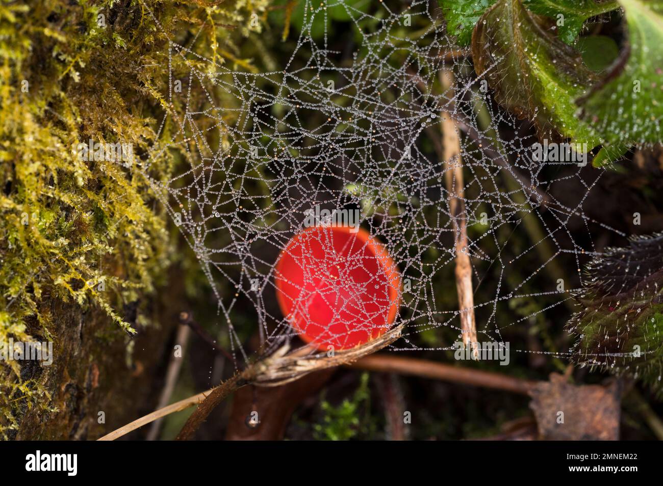 Scarlet elf cup (Sarcoscypha coccinea), spider's web with dewdrops ...