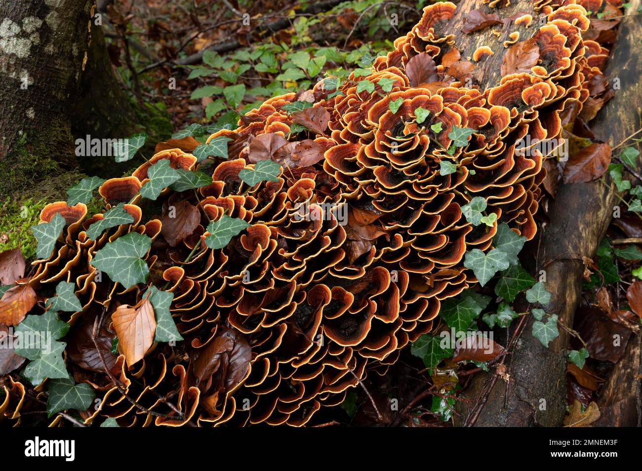Brown velvet layer fungus (Stereum insignitum), ivy vine, Canton ...
