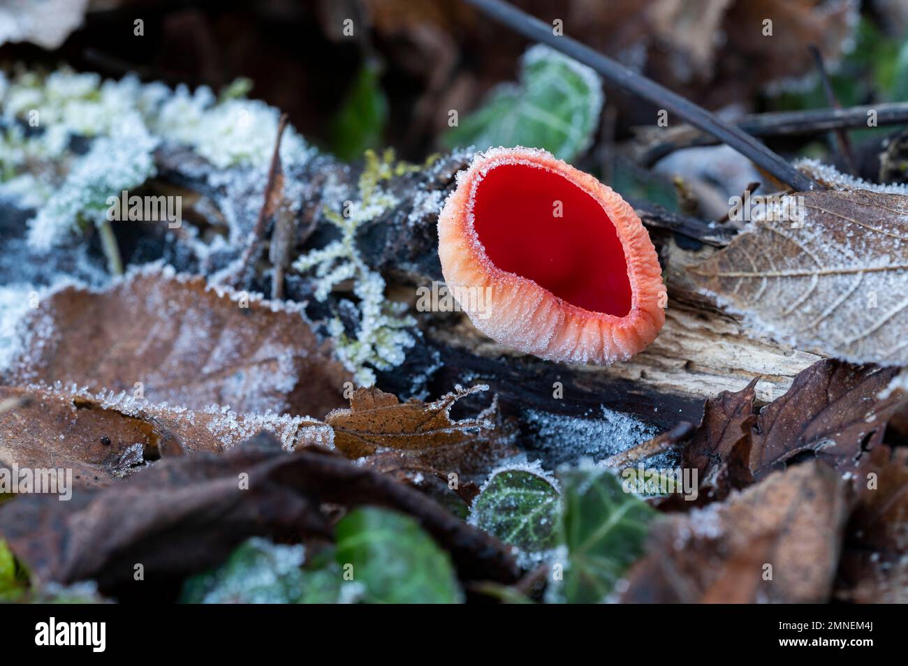 Sarcoscypha Coccinea