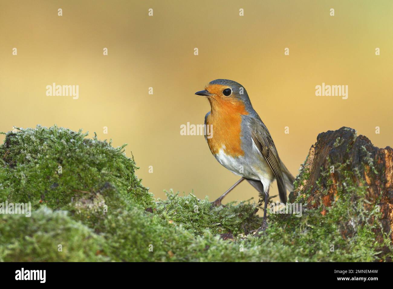 European robin (Erithacus rubecula) sitting on a moss-covered tree root ...