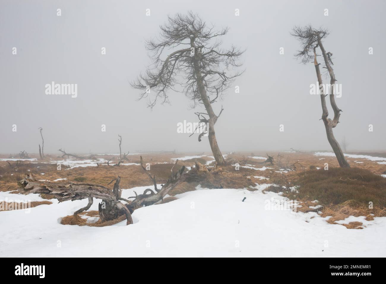 Dead scots pine (Pinus sylvestris) in the moor, High Fens, Belgium ...
