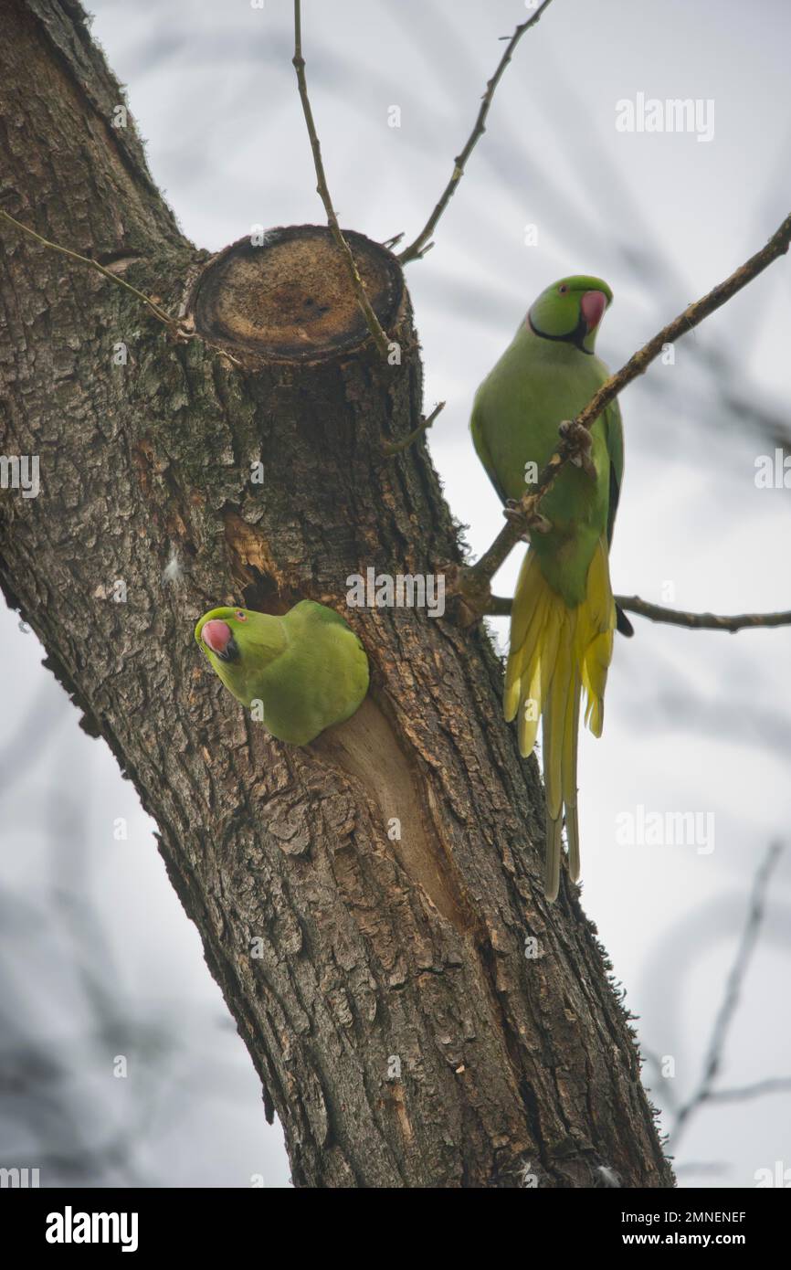 Rose-ringed parakeets (Psittacula krameri) at the breeding burrow ...
