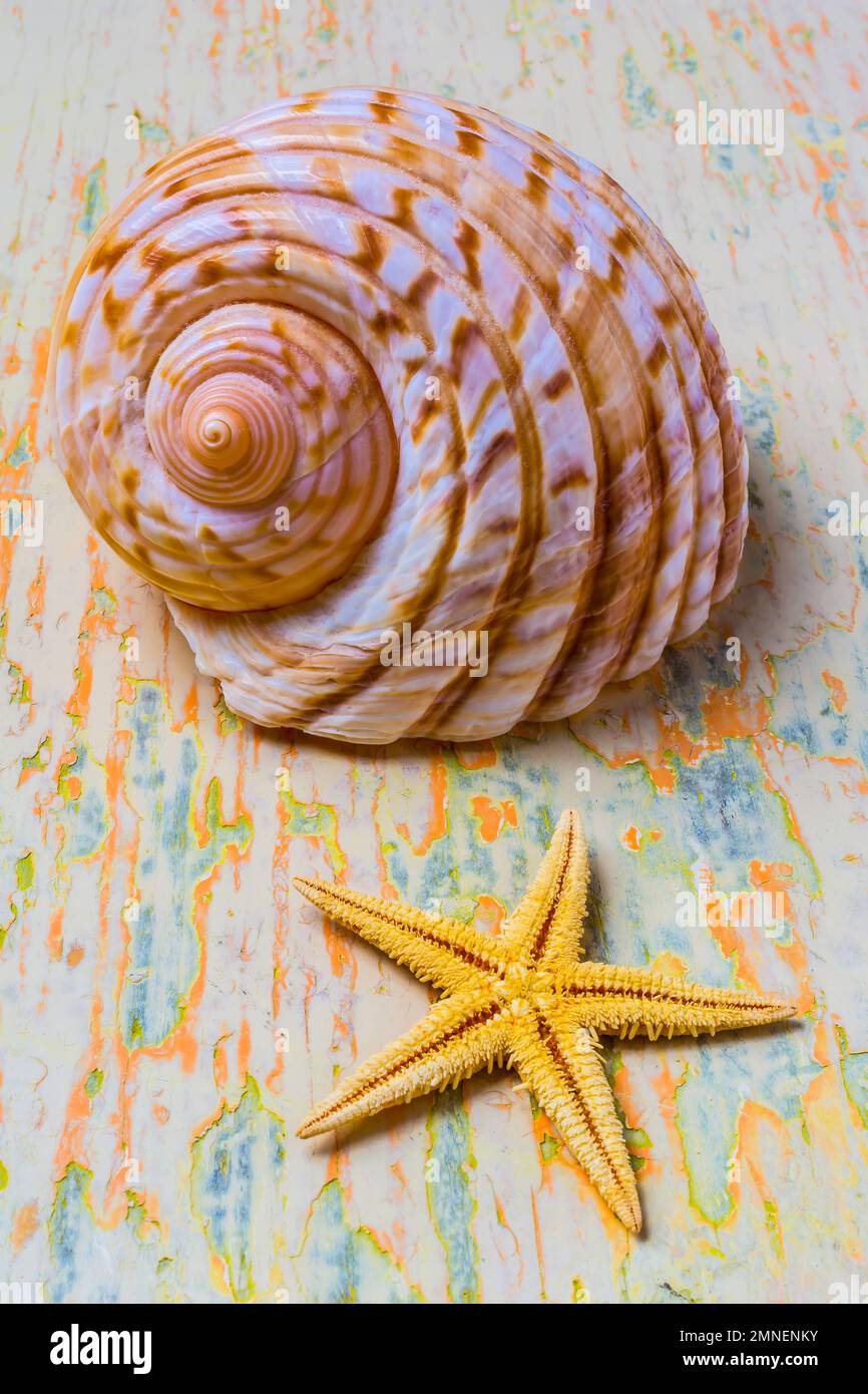Shell And Starfish Stock Photo - Alamy