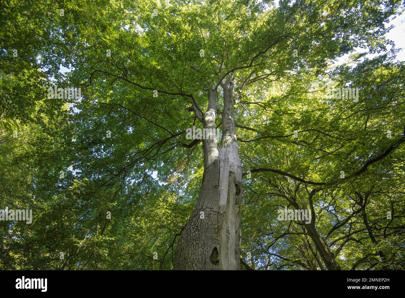 View into the canopy, beech with deadwood structures in the Darss ...